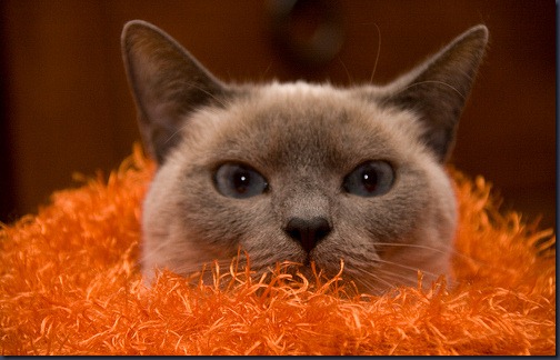 Kitty Stampede: Glamour Kitties